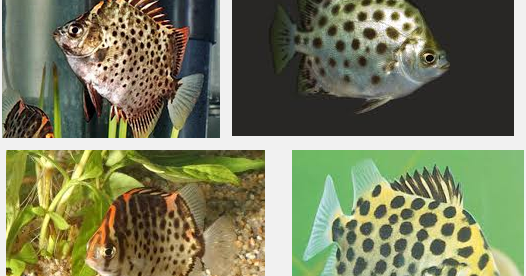 Ini Dia Ikan Hias Ruby Scat yang Cantik Serta Mudah Pemeliharaannya