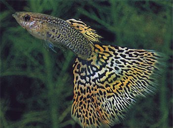 Guppy Fish: Naming guppy varieties
