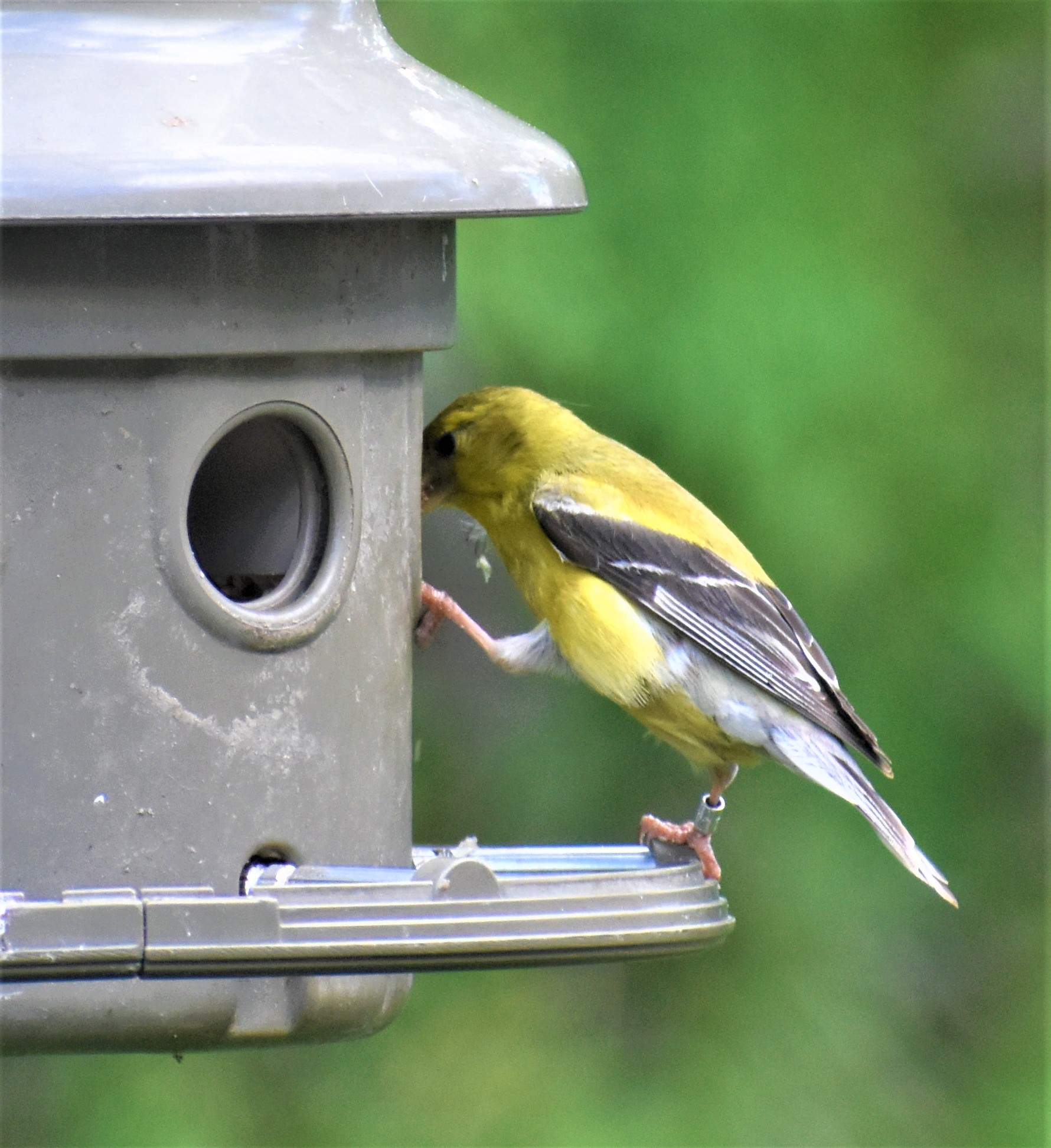 BARRY the BIRDER: First American Goldfinch at feeder with leg band...