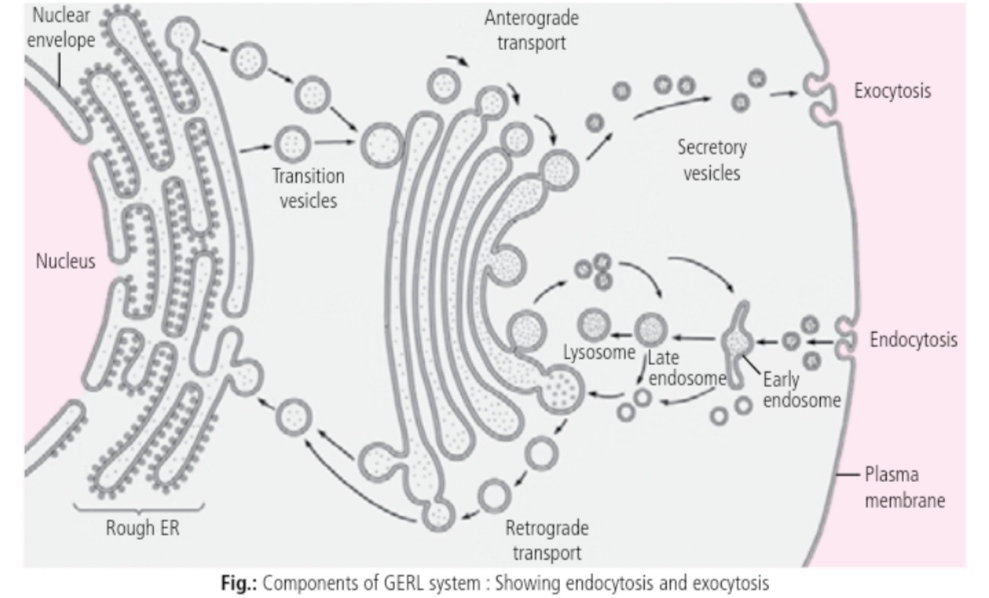 The endoplasmic reticulum-lysosomal complex-neet