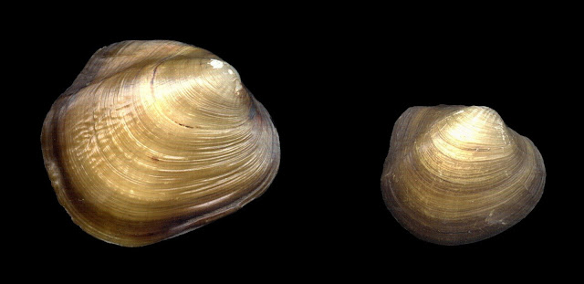 Moluscos dulceacuicolas de Argentina: Diplodon variabilis (Maton, 1811)