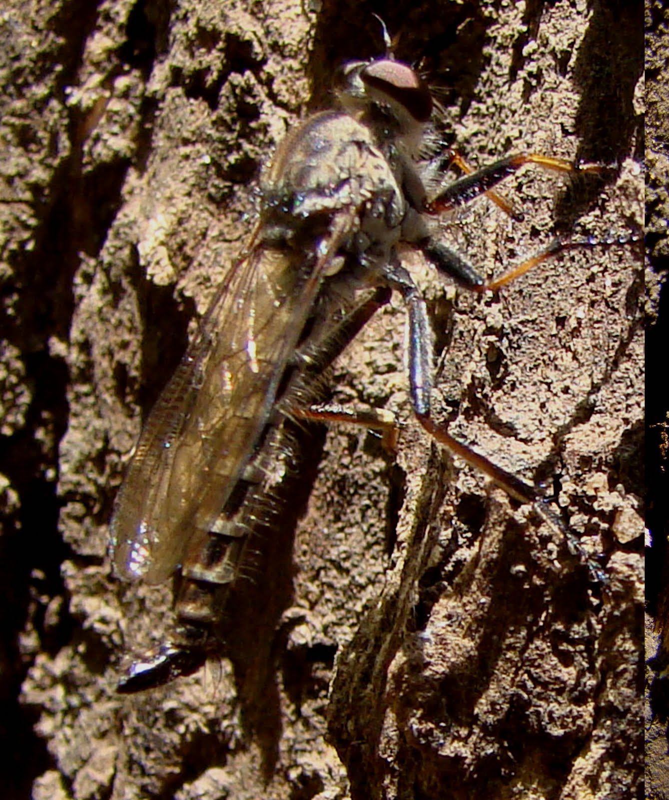 Insects of Kerala: Robber Fly
