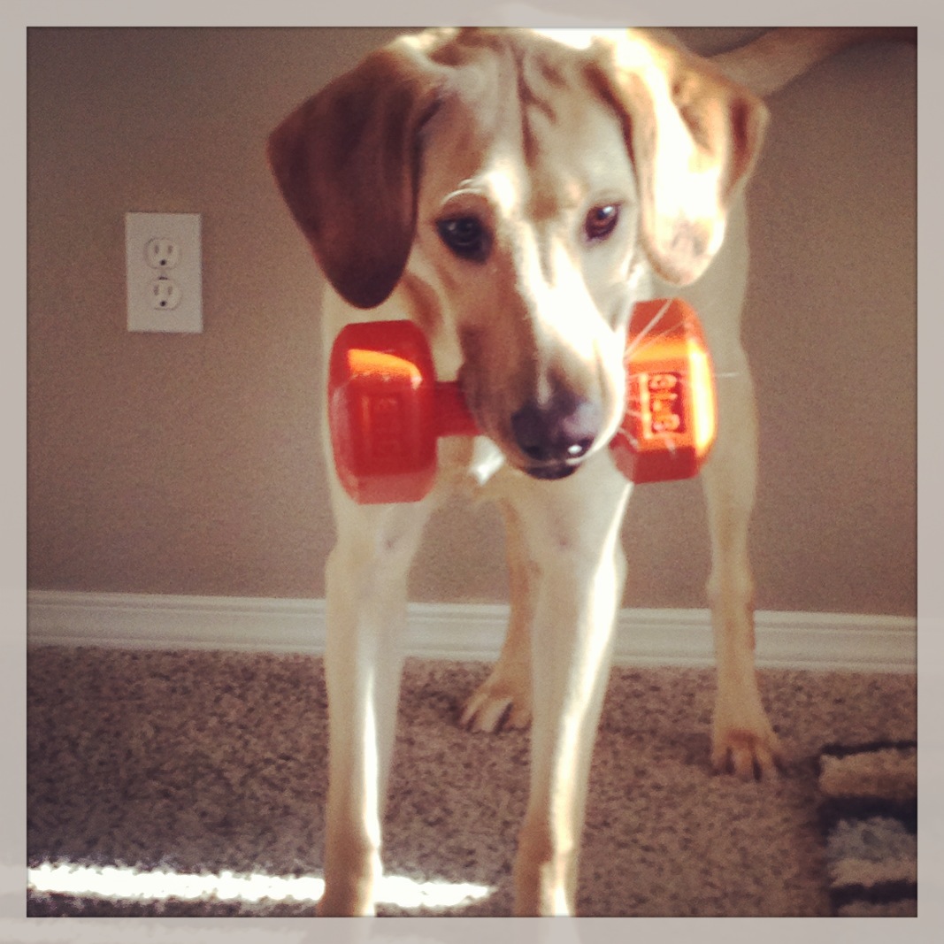 K and R Labradors: Owners and Companions