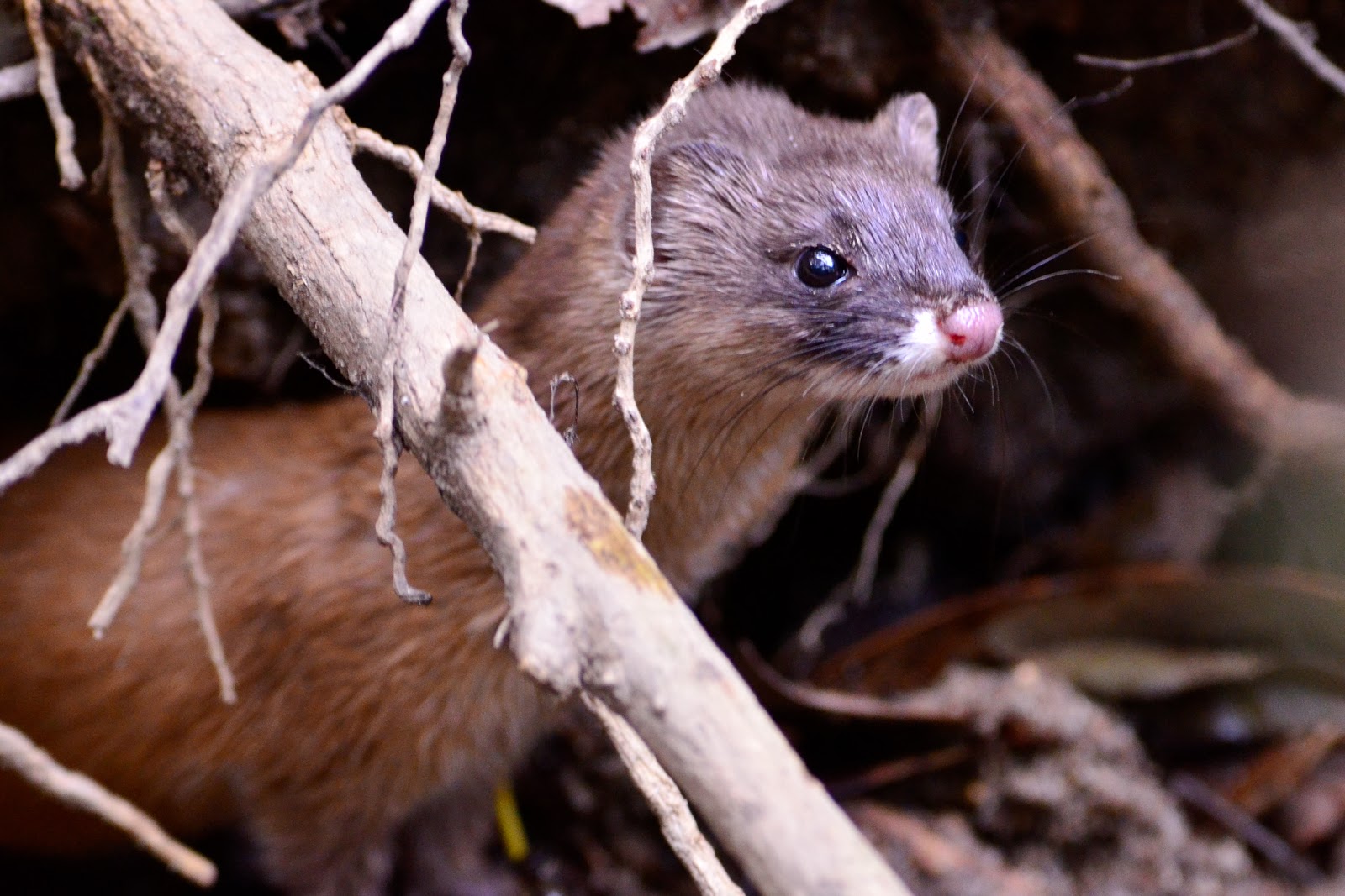 Japanese Weasel Facts at Gabrielle Sutherland blog