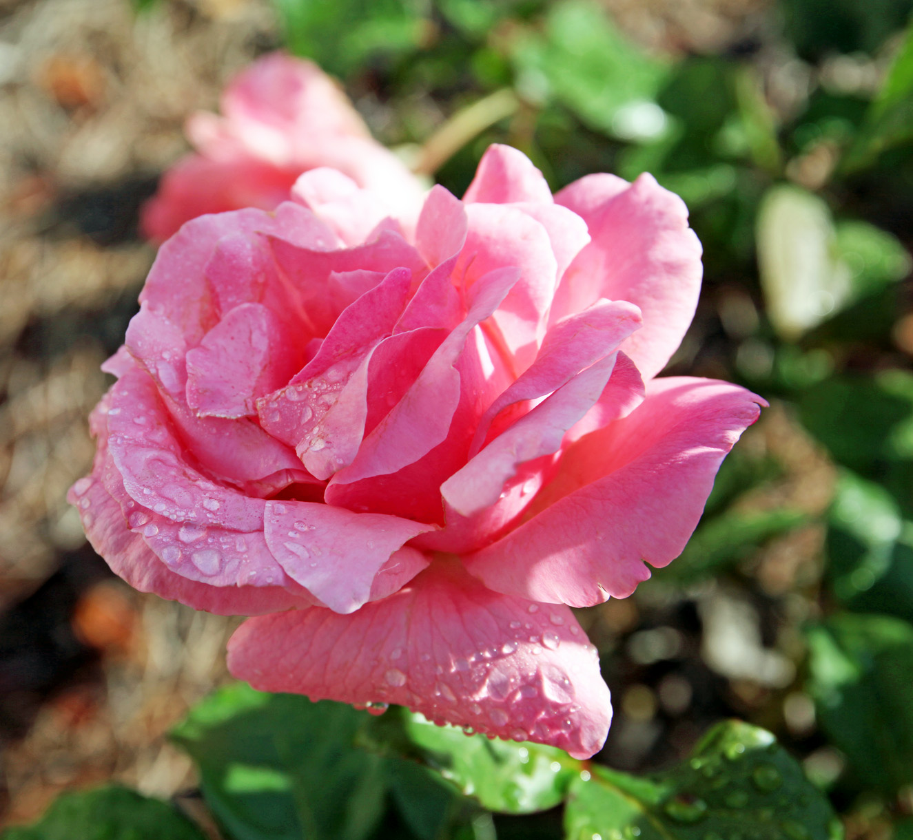 Southern Lagniappe: In the Rose Garden