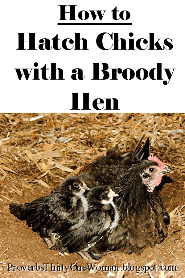 How to Hatch Chicks with a Broody Hen - Proverbs 31 Homestead