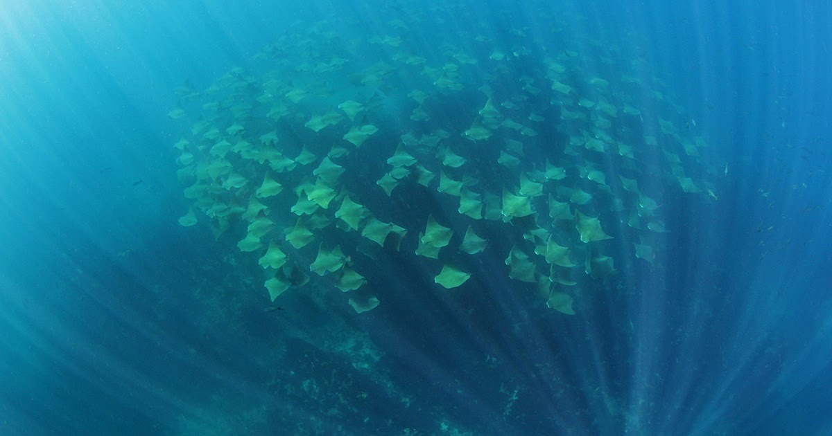 The Amazing World : Cownose Ray Migration (The great ocean migration ...