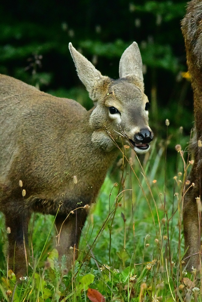 Chile: Huemules enfermos por bacteria del ganado en el Parque Nacional ...