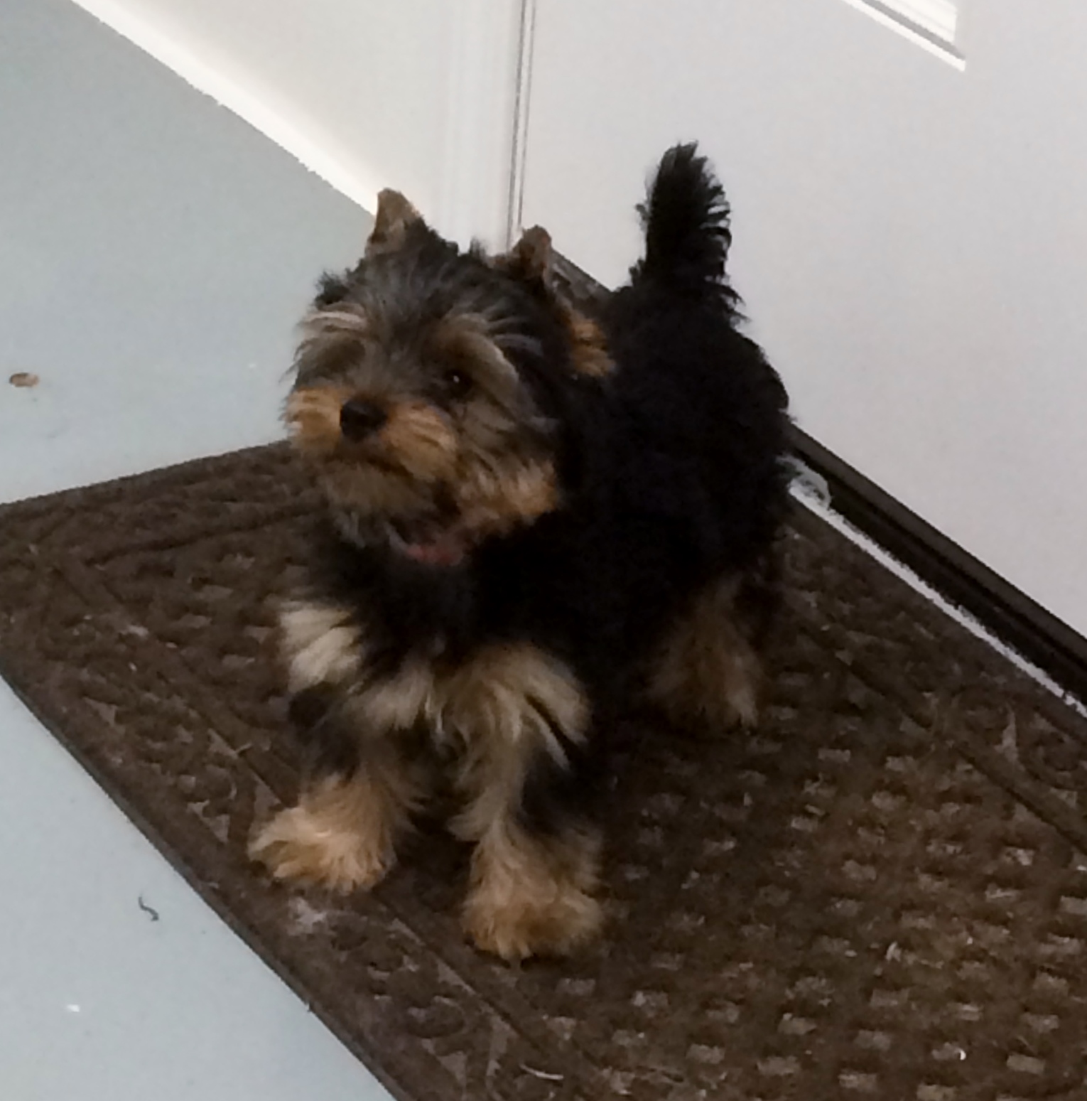 Hihopes Yorkies