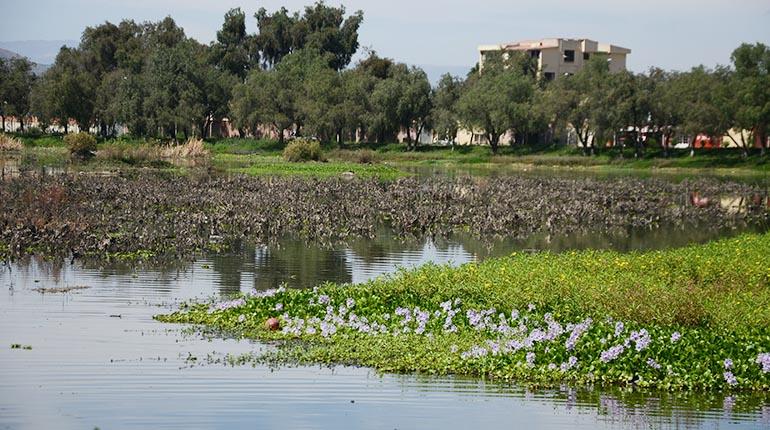 ASOCIACION ECOLOGISTA RIO MOCORETA: LAGUNAS URBANA DE BOLIVIA