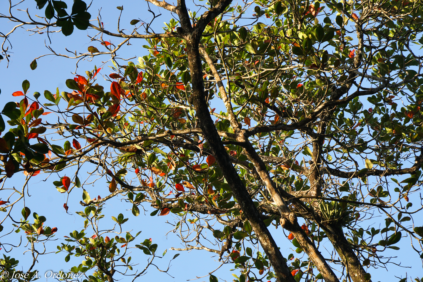 El Jardín de la Barrosa: Viajes recientes. El almendro de playa y el ...