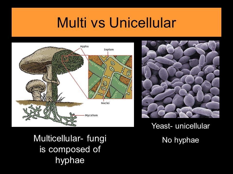 Unicellular Fungi unicellular-fungi