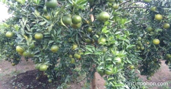 Klasifikasi dan Karakteristik Pohon Jeruk Pada Umumnya - Ciriciripohon.com