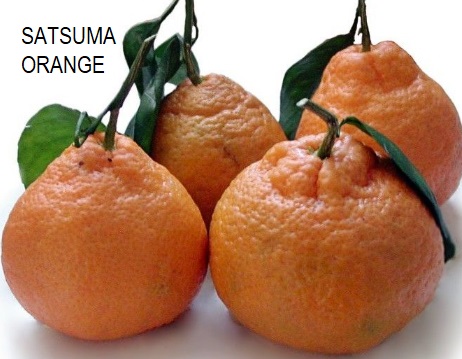 Anim Agro Technology: JENIS-JENIS LIMAU MANDARIN (Part 3)