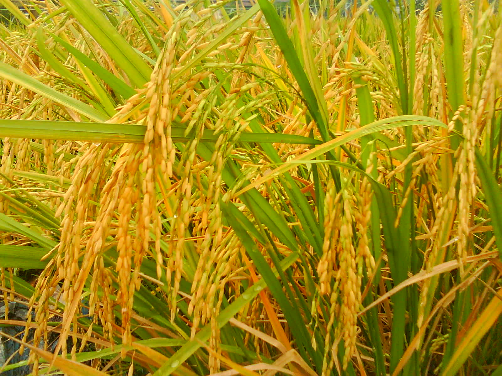 Peningkatan Produksi Padi Dengan Metode Hazton pada Dua Tipologi Lahan