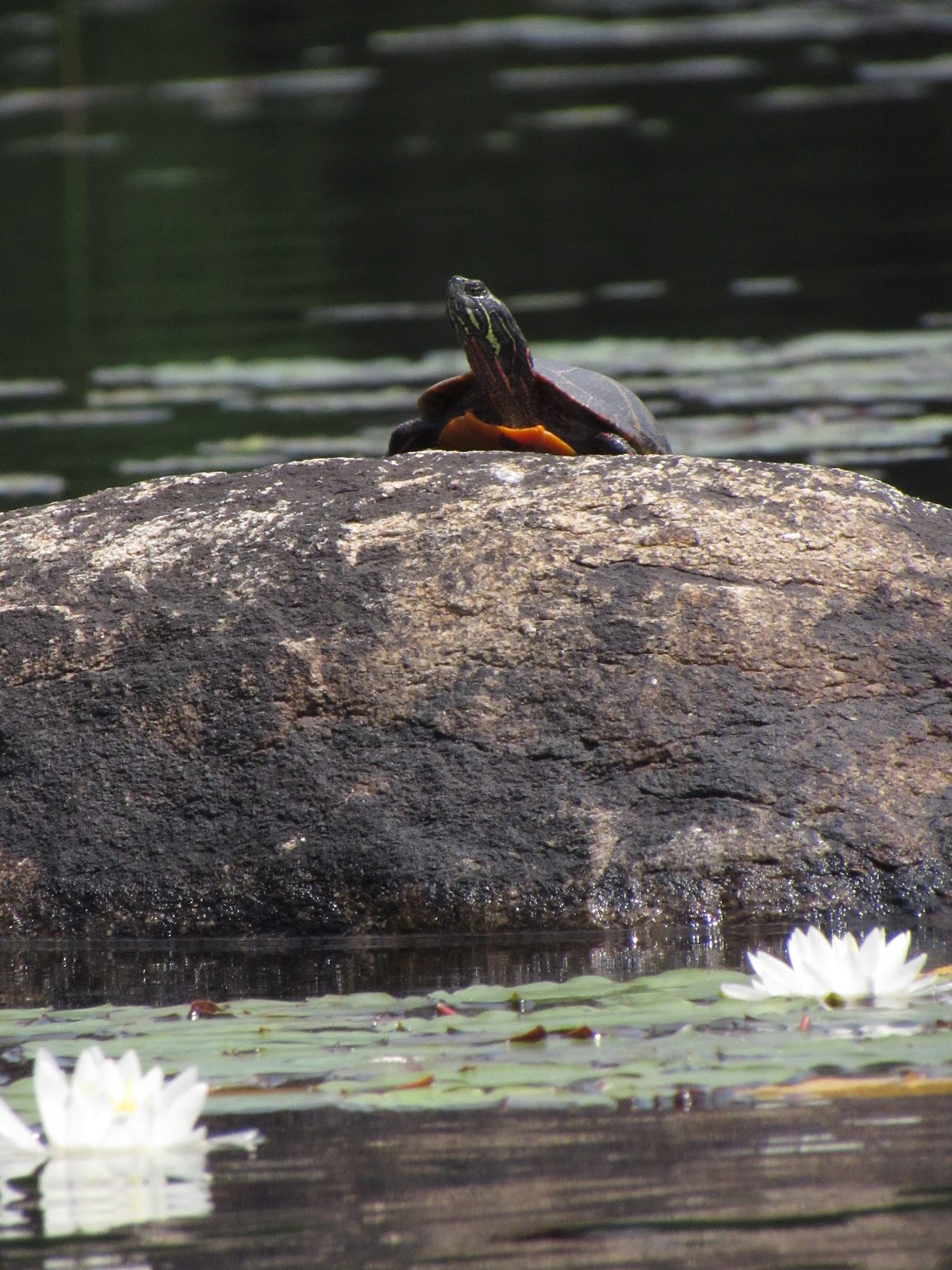 Recreational Kayaking in Maine: Pitcher Pond, Lincolnville