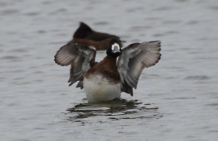 Glamorgan Rarities Committee: Wing pattern of Lesser Scaup and Scaup x ...