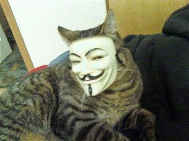 Cats Rule This World: Anonymous Cat