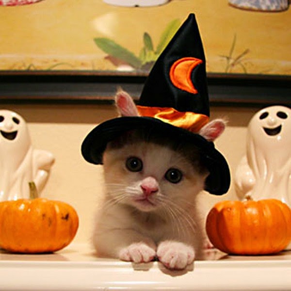 Cute and funny pictures of animals 73. Halloween pictures