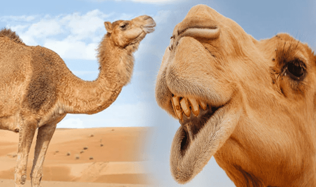 See how desert camel stores water in its body