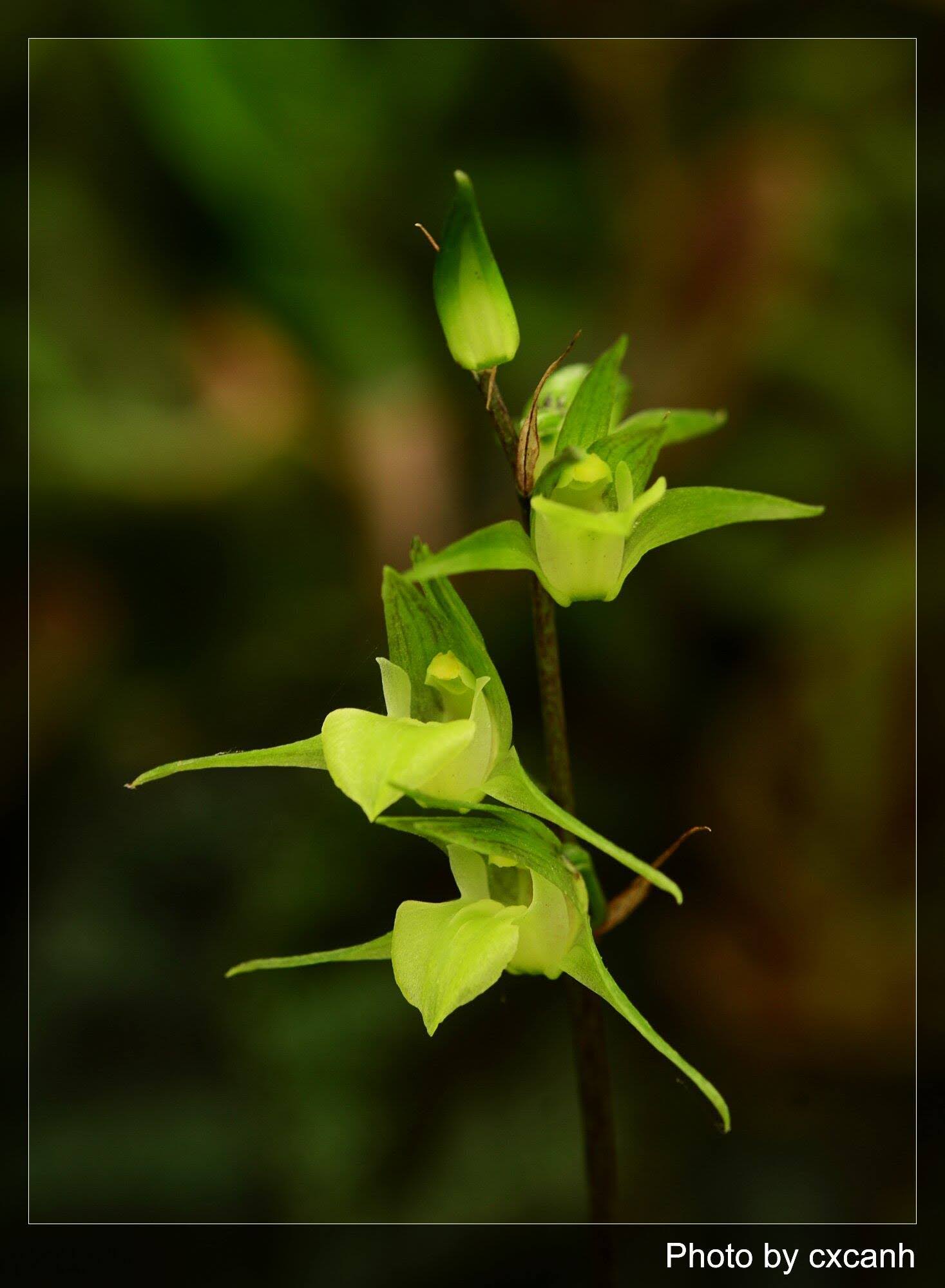 Tainia longiscapa (Seidenf.) J.J.Wood & A.L.Lamb