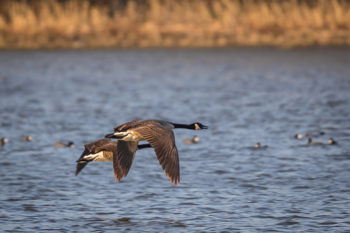 Zoom with a View: The original "goose" from Top Gun