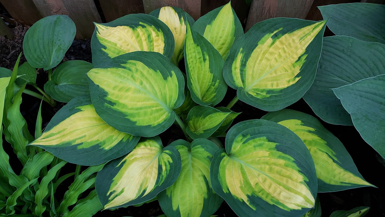Raised Food: Beautiful hostas
