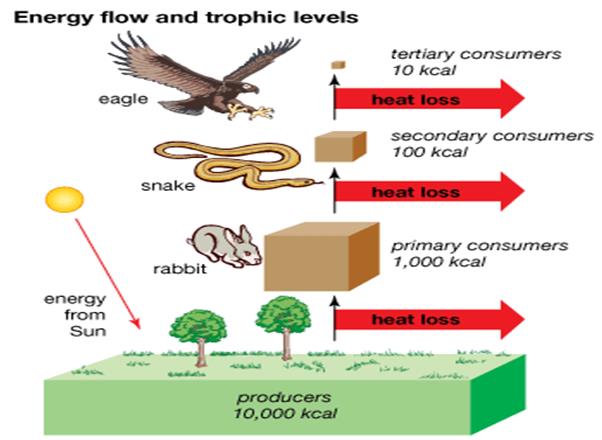 Laws of Thermodynamics ~ Dhiraj's Blog