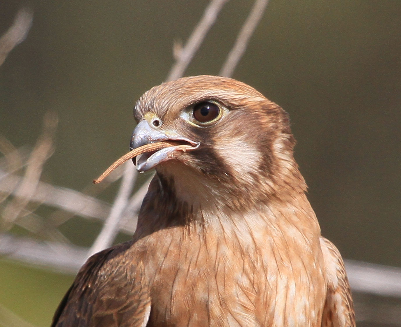 Richard Waring's Birds of Australia: Another Brown Falcon with prey ...