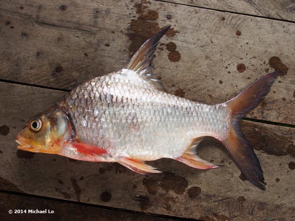 The rainforests of Borneo & Southeast Asia: Puntioplites bulu from Sarawak