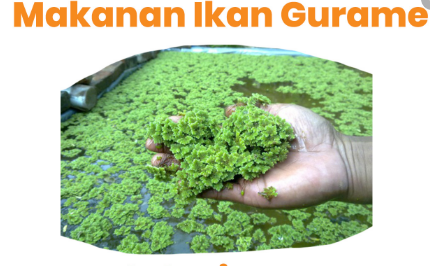 Pakan Alami Ikan Gurame Untuk Kurangi Biaya | IKAN DAN LAUT
