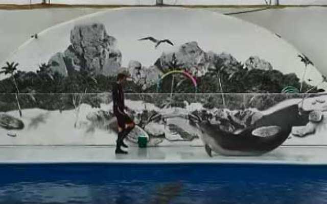 Nothing To Do With Arbroath: Dolphin learns to crawl