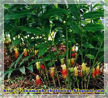 Khasiat manfaat Bangle (Zingiber purpureum Roxb.) ~ Tanaman Herbal Online