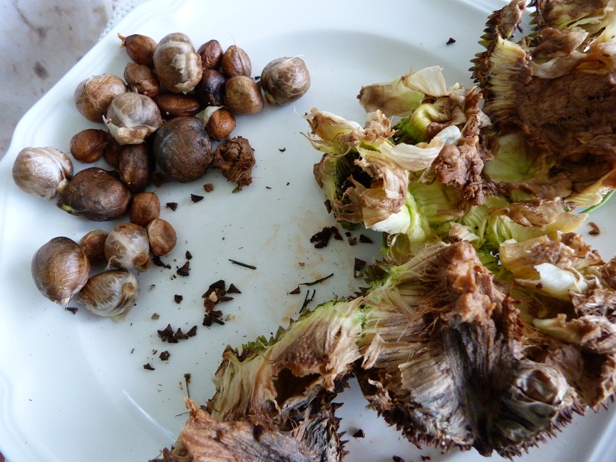 Cottage Life on Pilgrim's Farm: Breadnut...