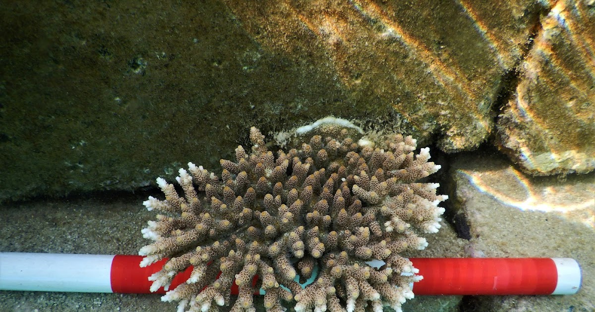 POTRET KONSERVASI: Coral Acropora millepora (brown light colour ...