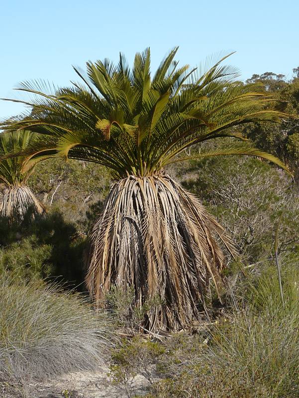 Ian Fraser, talking naturally: Cycads; ancients with an amazing sex life!