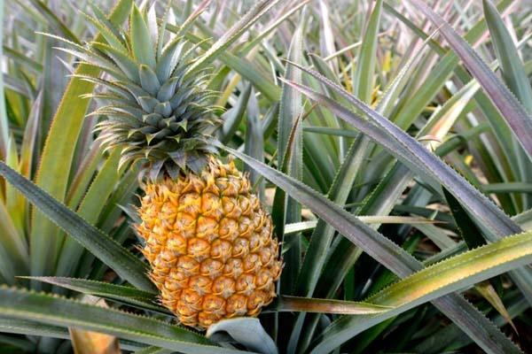 Sekilas Tentang Nanas Madu Pemalang