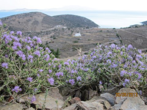 ΜΕΛΙΣΣΟΚΟΜΙΑ ΝΑΞΟΥ-NAXOS BEE