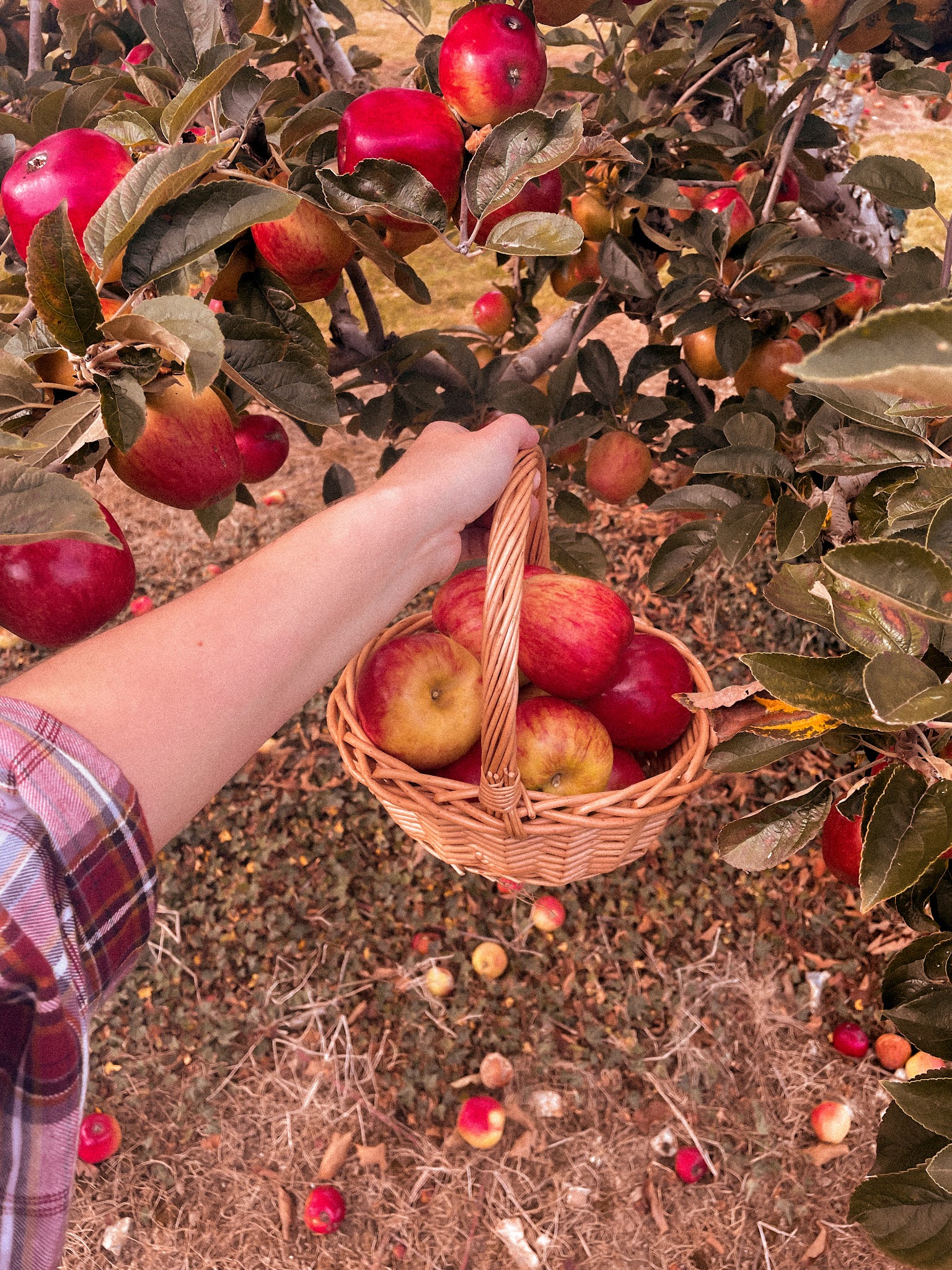 Autumn Apple Picking + Easy Apple Crumble Recipe | Pint Sized Beauty