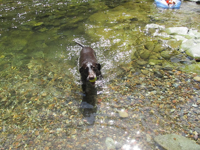 The Closet Hippo: Camping at Yellow Bottom on Quartzville Creek