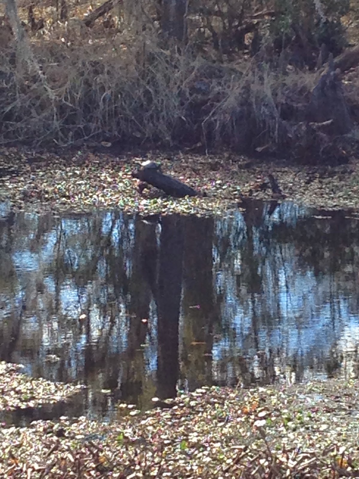 Frugal Family Travelers: Be a Tourist in Your Own Town: Bayou Segnette ...