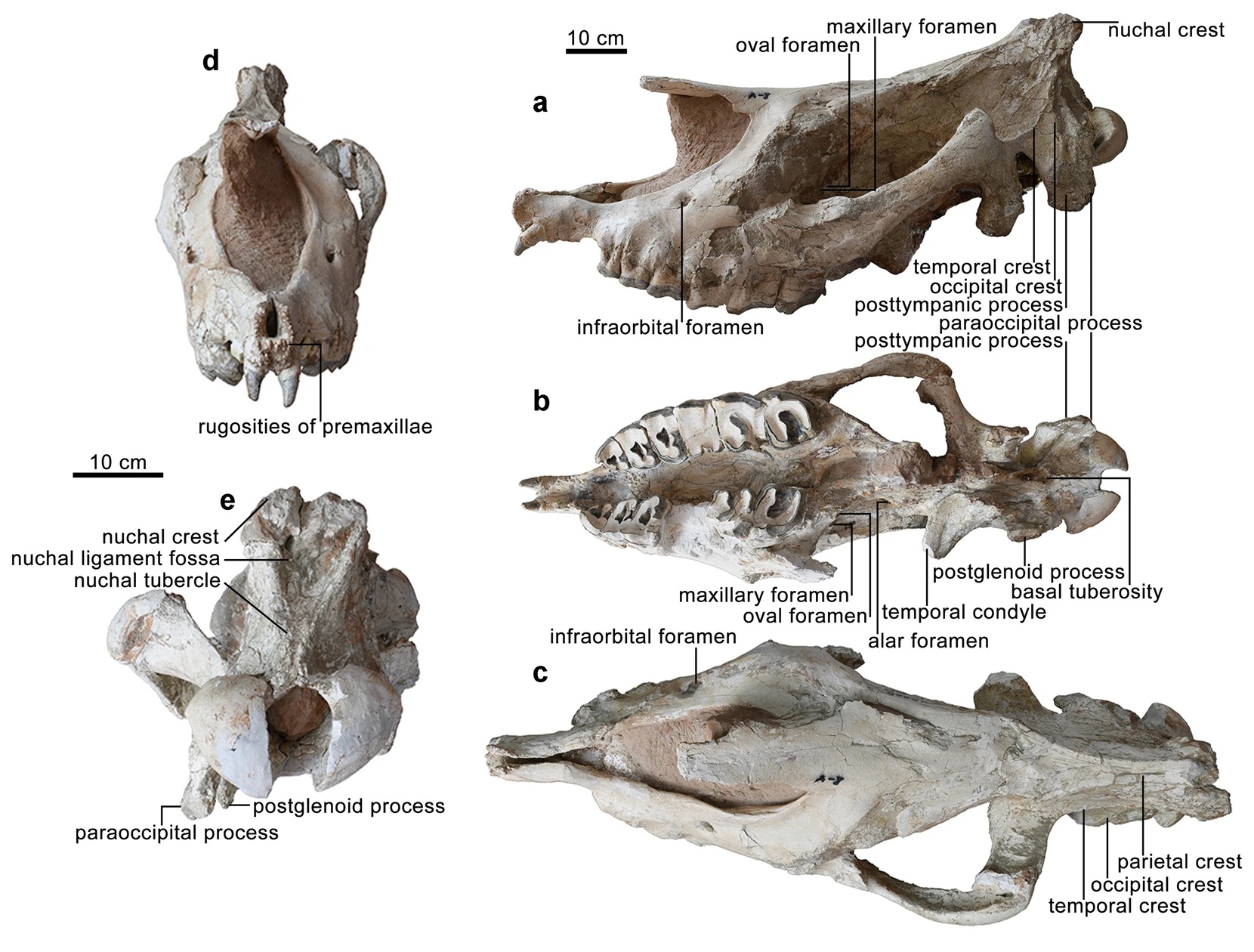 Paraceratherium Skeleton