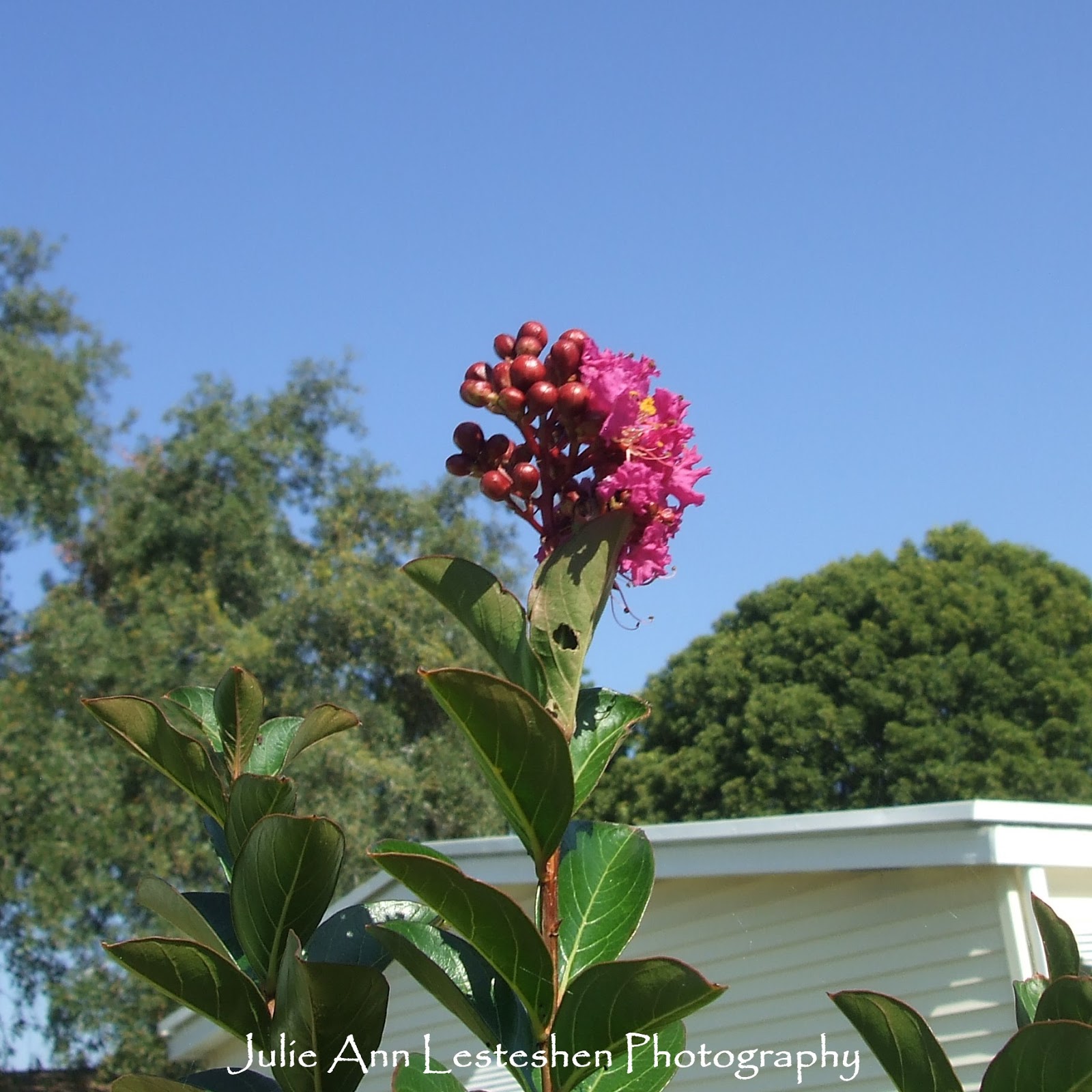 Julie Ann Brady : Blog On: Miss Sandra Crape Myrtle