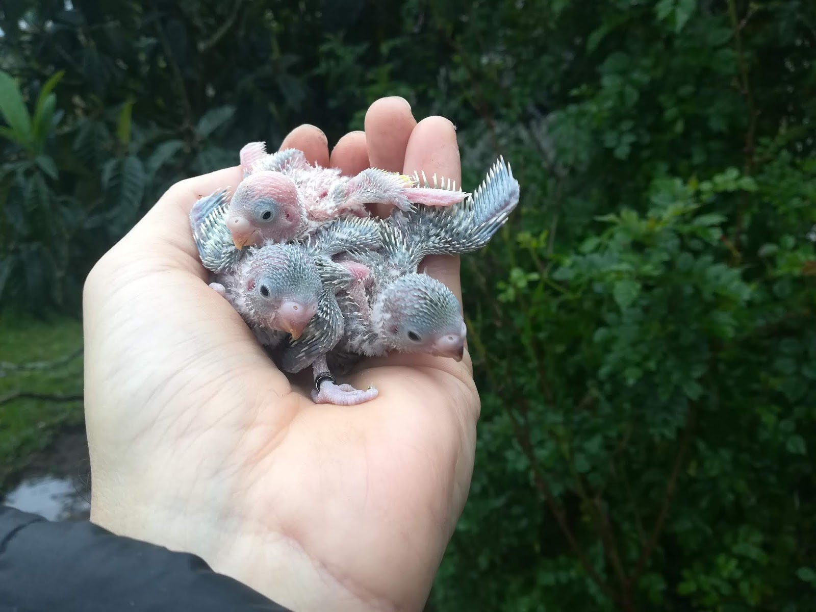 Cantinho das Aves: Os nossos Periquitos bebes