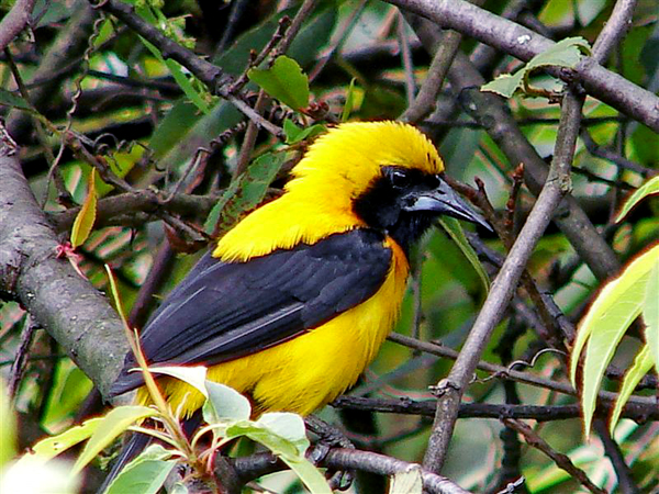 Bellas Aves de El Salvador: Icterus chrysater (chiltota de espalda ...