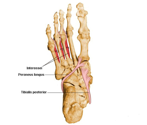 Ayak Kaslarının Anatomisi - FİZYONOT