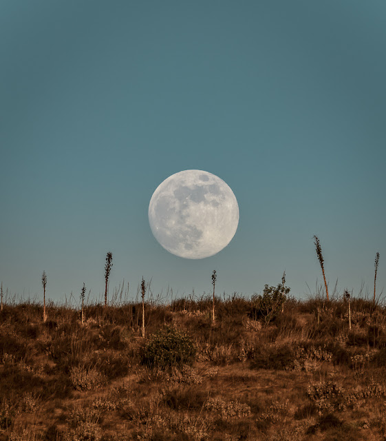 Blue Heron Blast: Full sap moon