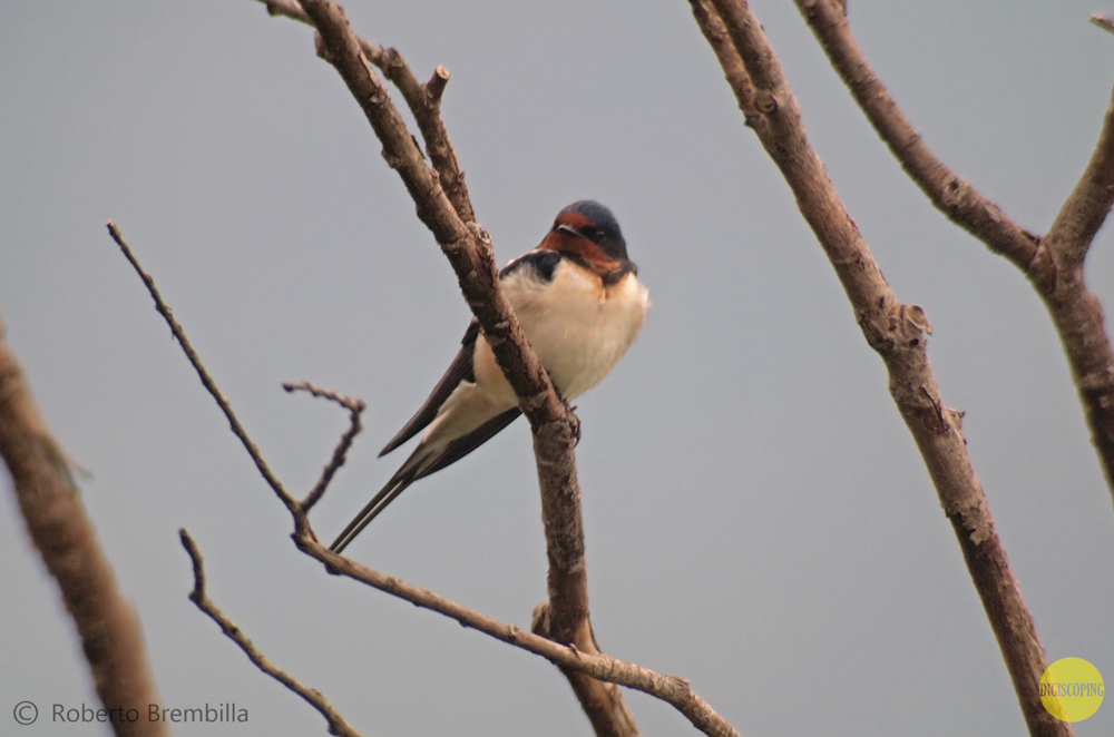 libereali: Ben tornate rondini…