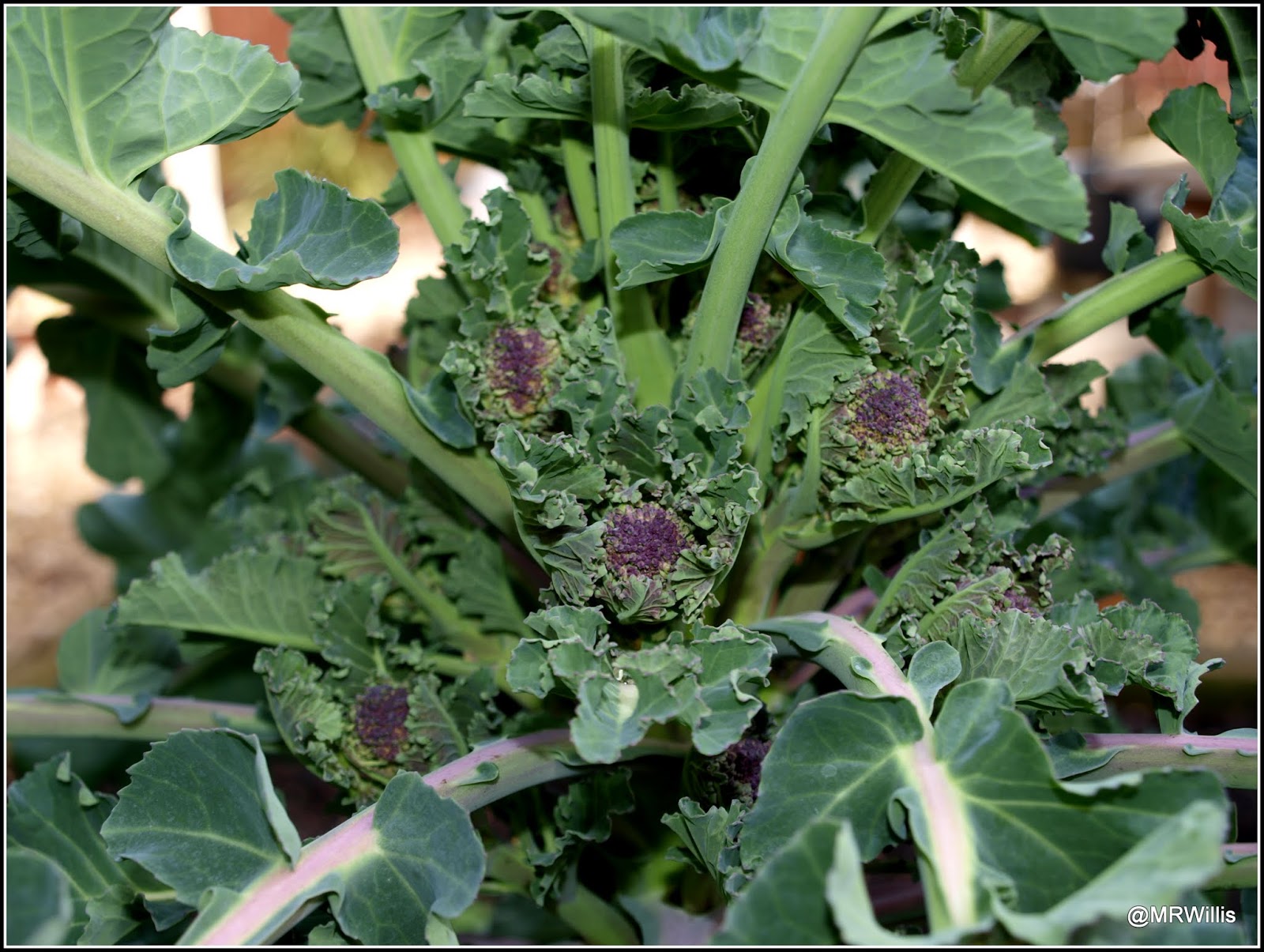 Mark's Veg Plot: They survived - again!