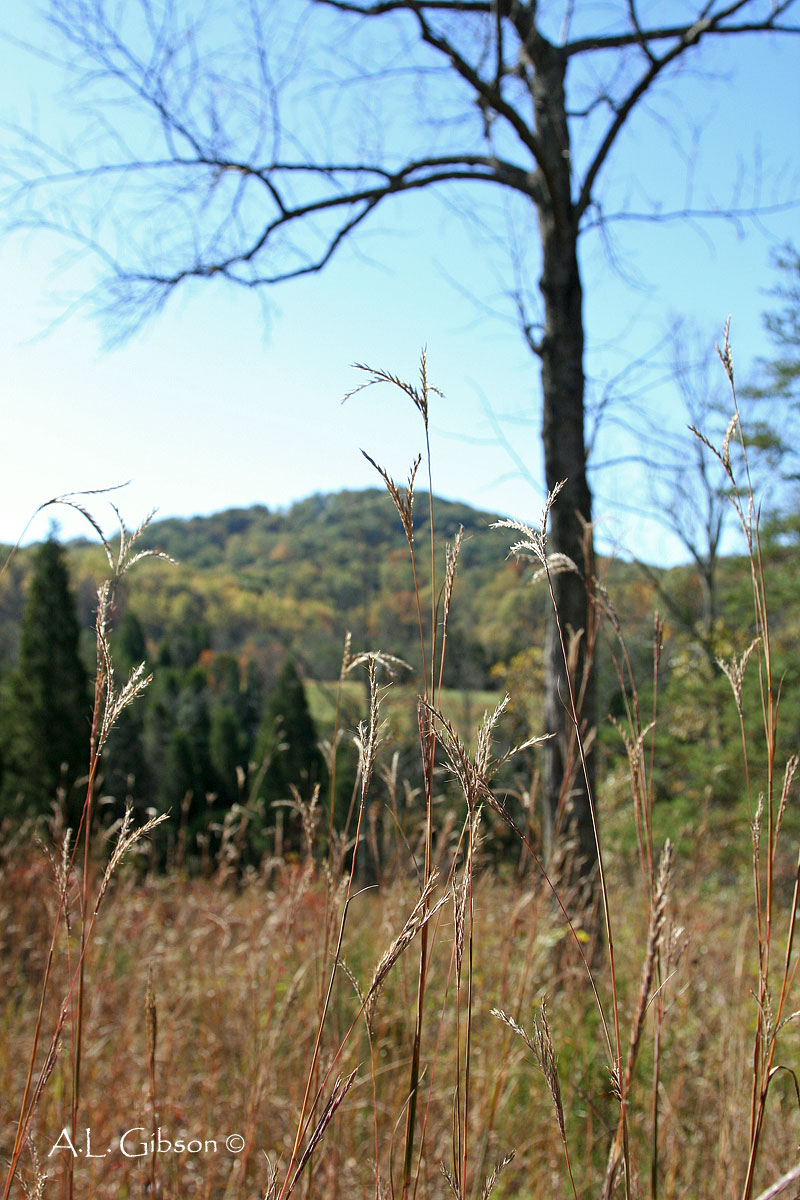 The Buckeye Botanist: Ode to Ohio's Prairies: Bluegrass Region (Part I)